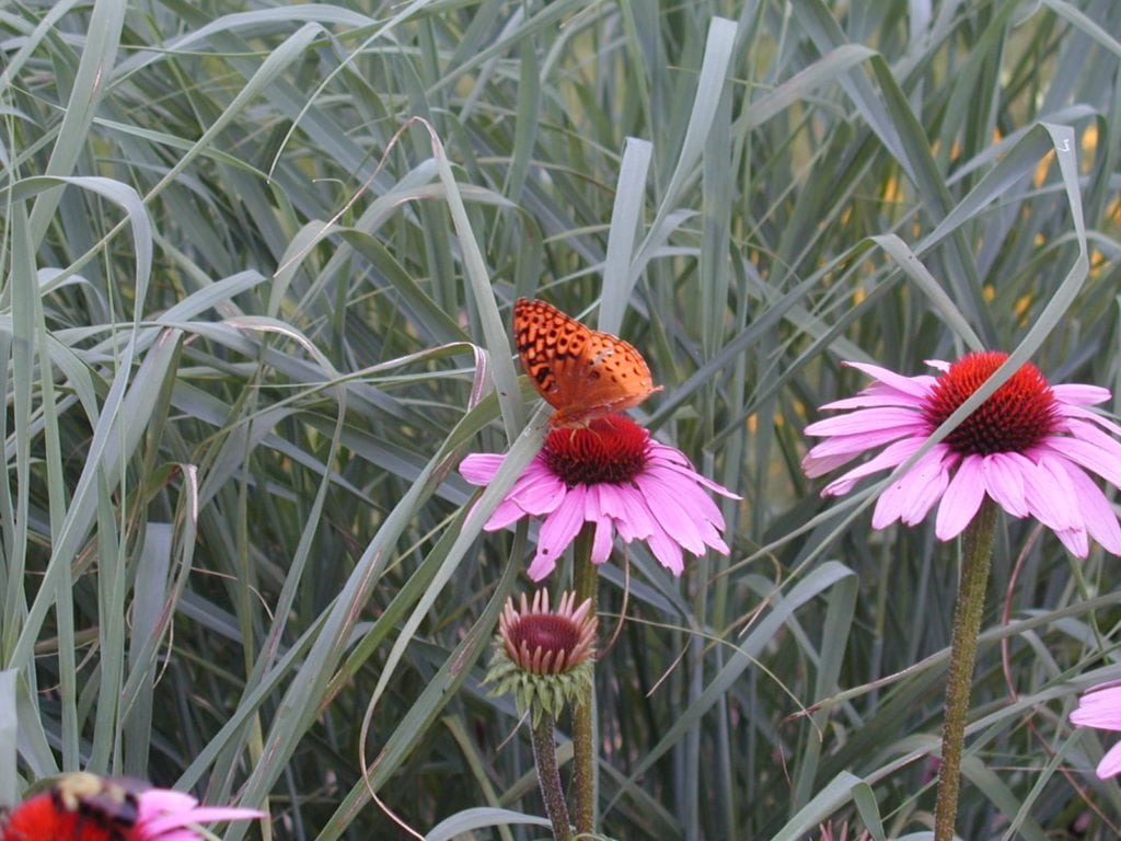 What to Plant this Spring? Create a Pollinator Paradise! - Garden ...